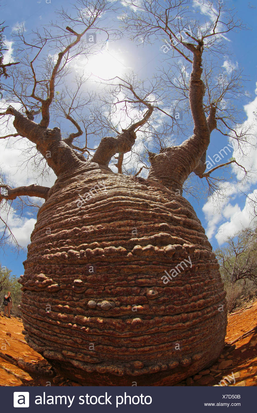 Old Baobab Trees High Resolution Stock Photography and Images - Alamy