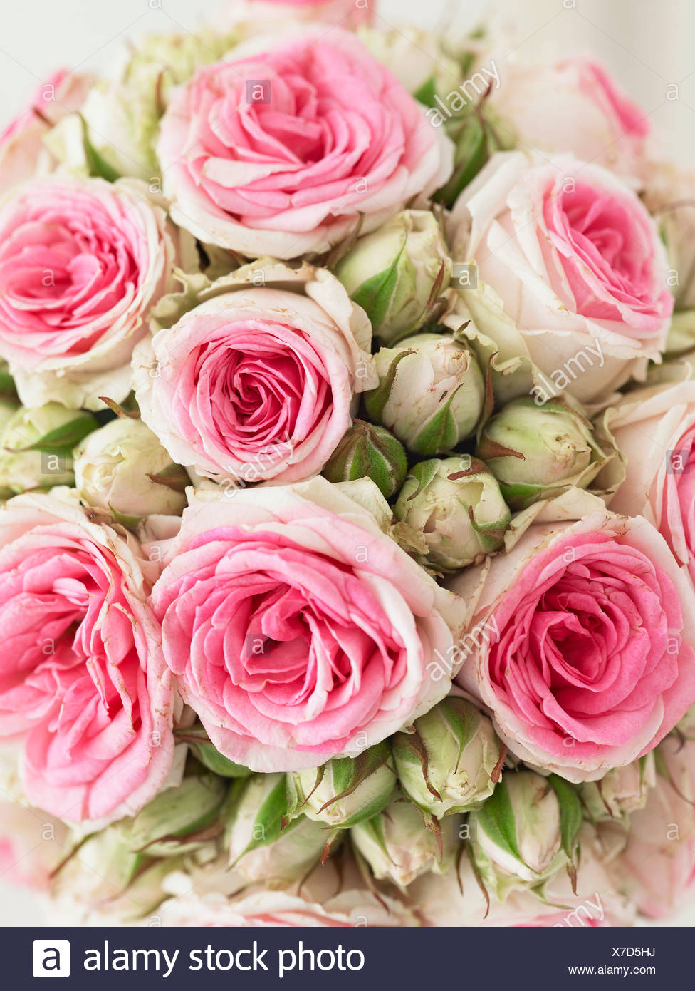 Pink Rose Buds Stock Photos & Pink Rose Buds Stock Images - Alamy