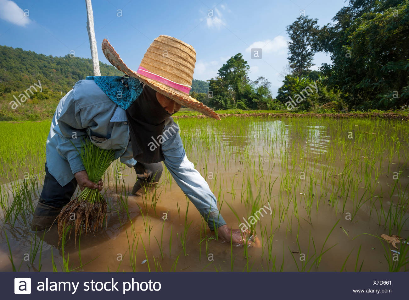 Rice Paddy Hat High Resolution Stock Photography and Images - Alamy