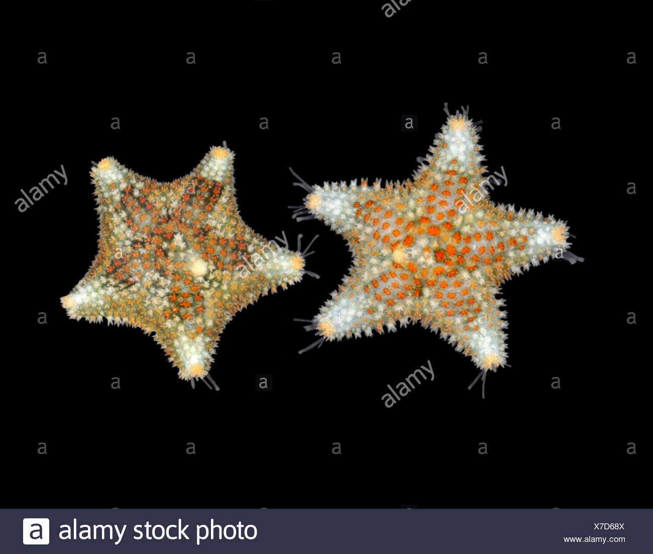 Asterina Stock Photos & Asterina Stock Images - Alamy