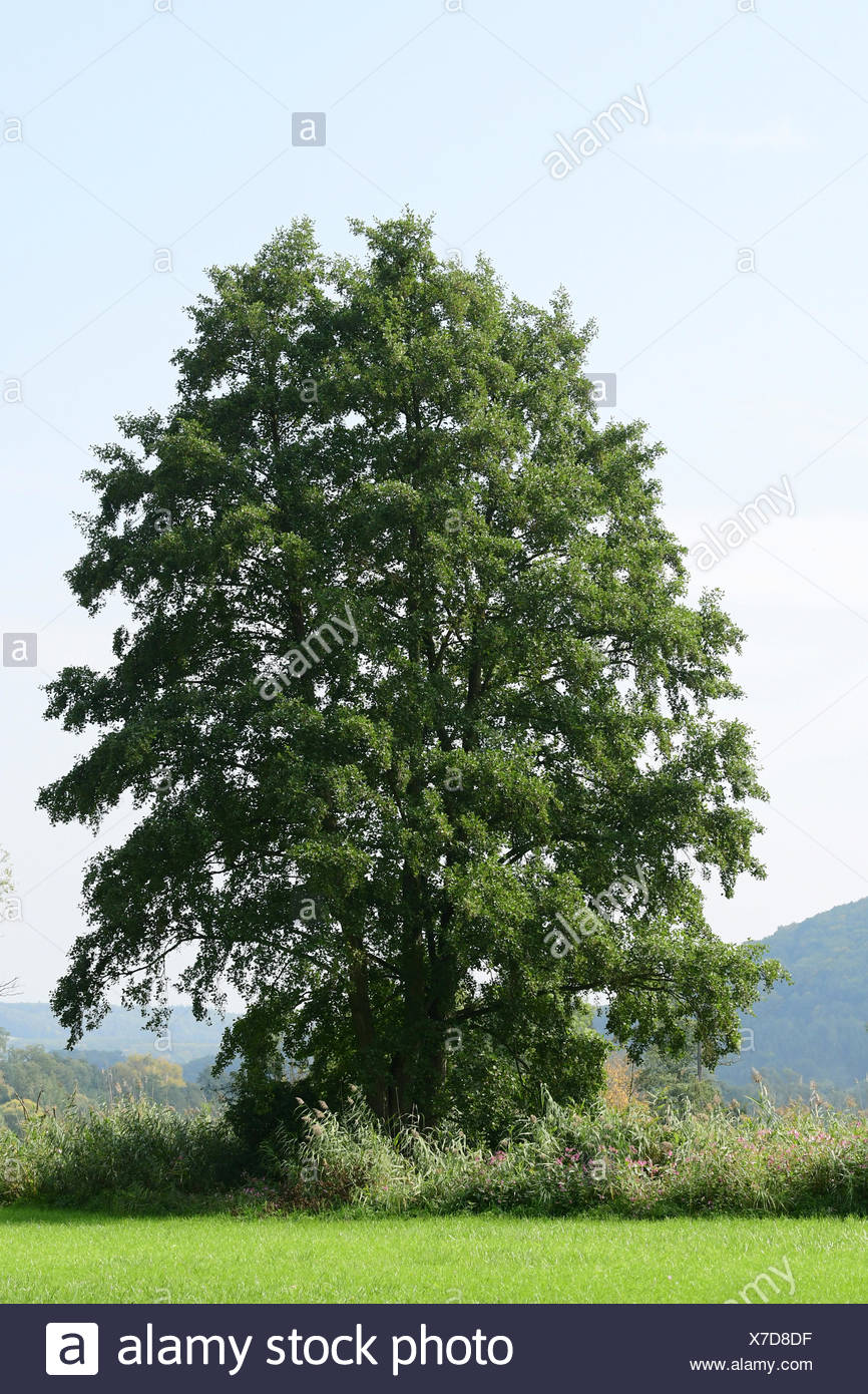 Black Alder High Resolution Stock Photography and Images - Alamy