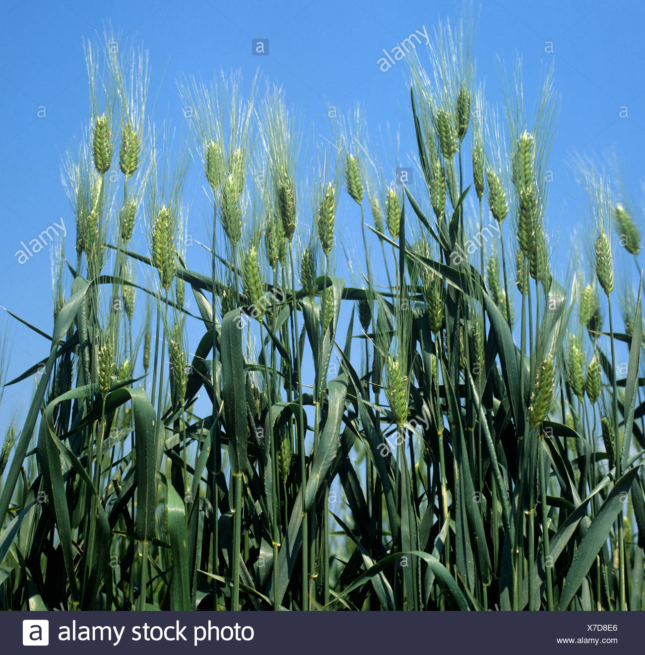 Triticum Aestivum Stock Photos & Triticum Aestivum Stock Images - Alamy