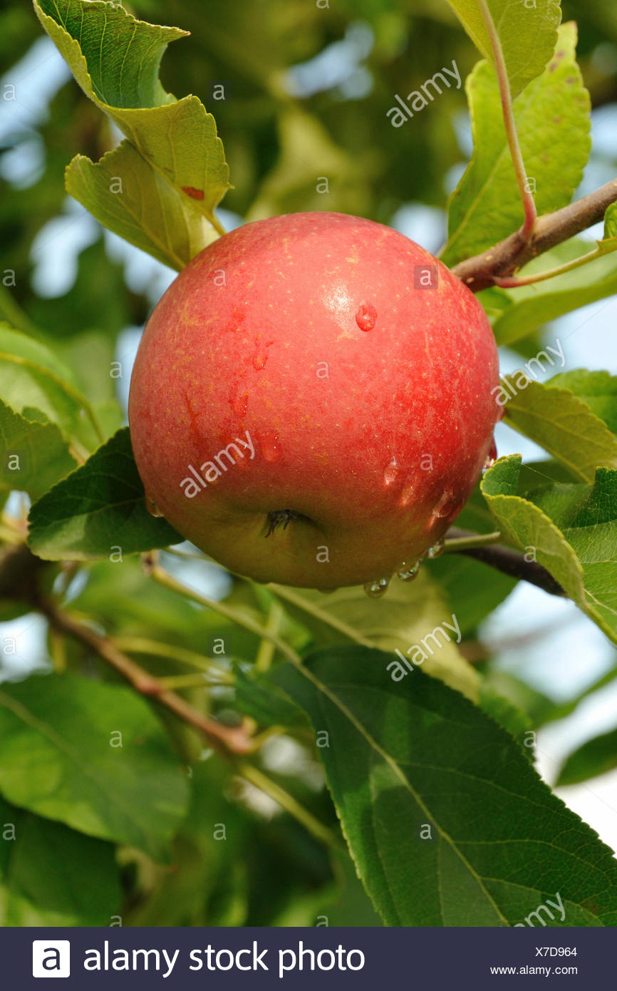 Apple Tree Malus Domestica Elstar High Resolution Stock Photography and ...