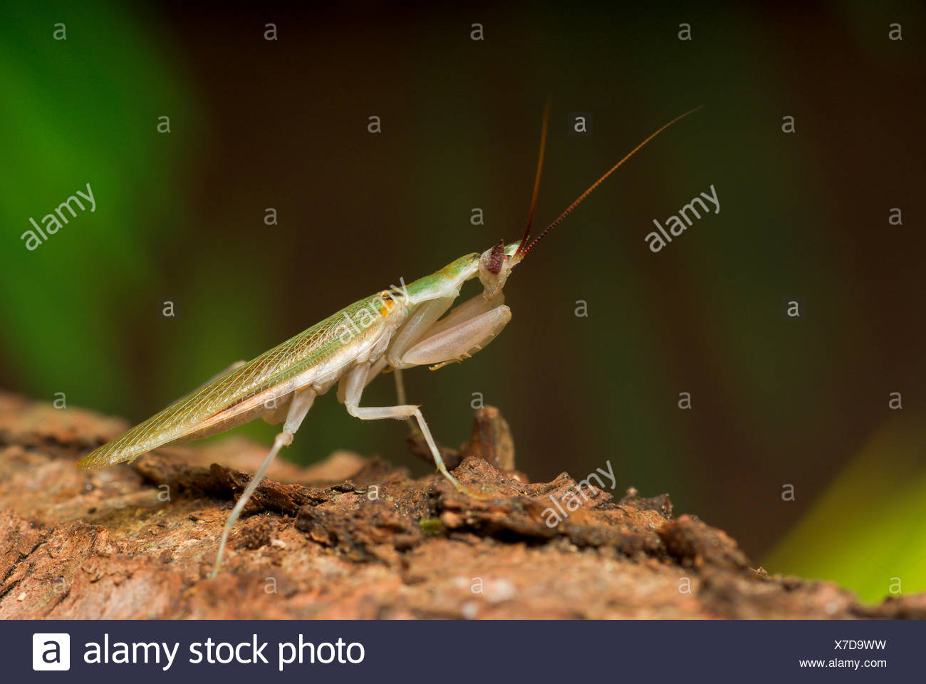 Female Mantis High Resolution Stock Photography and Images - Alamy