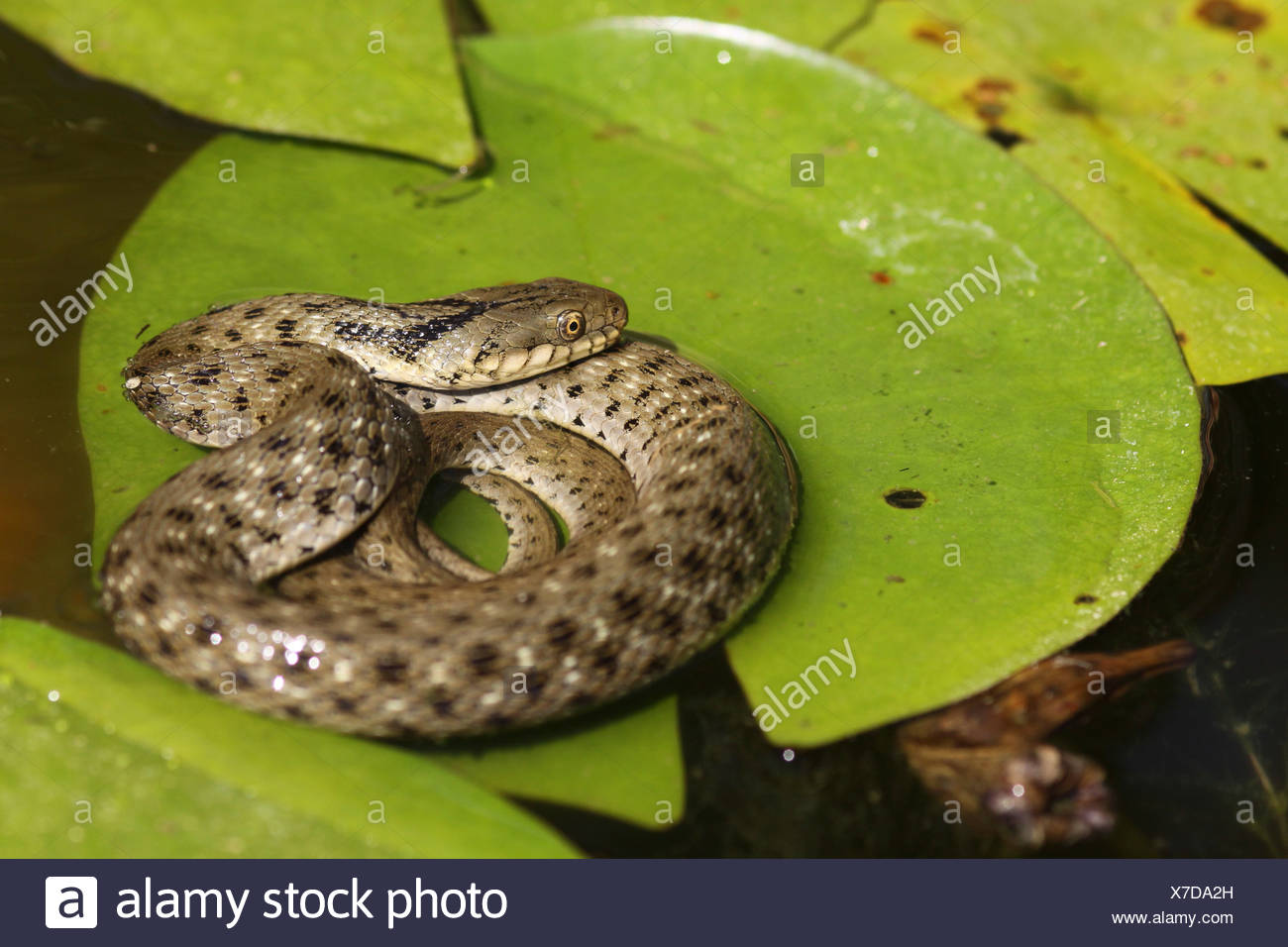 Venomous European Snakes High Resolution Stock Photography and Images ...