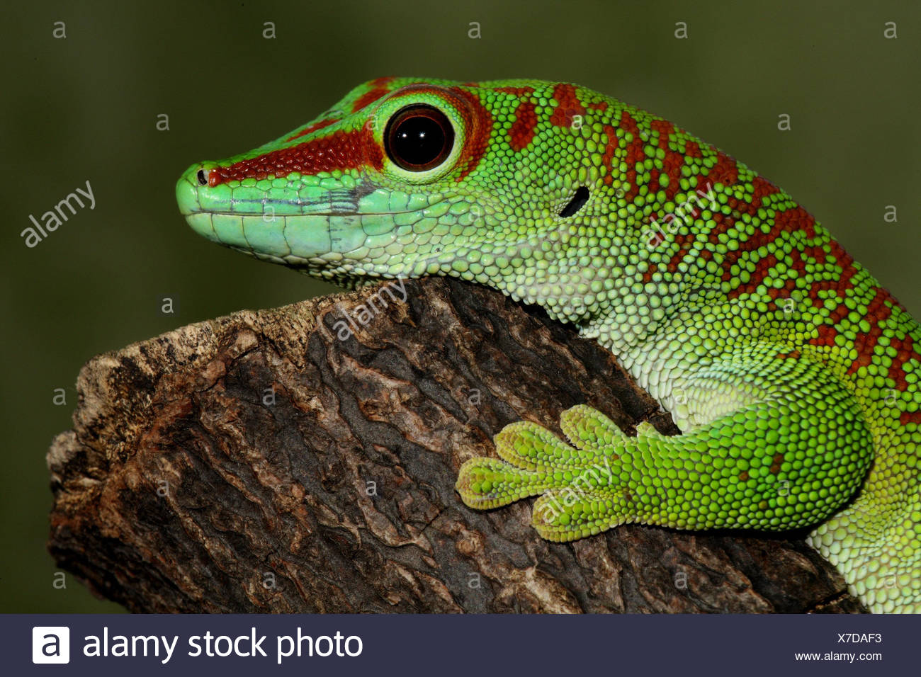 Gecko And (climb Or Climbs Or Climbing) High Resolution Stock ...