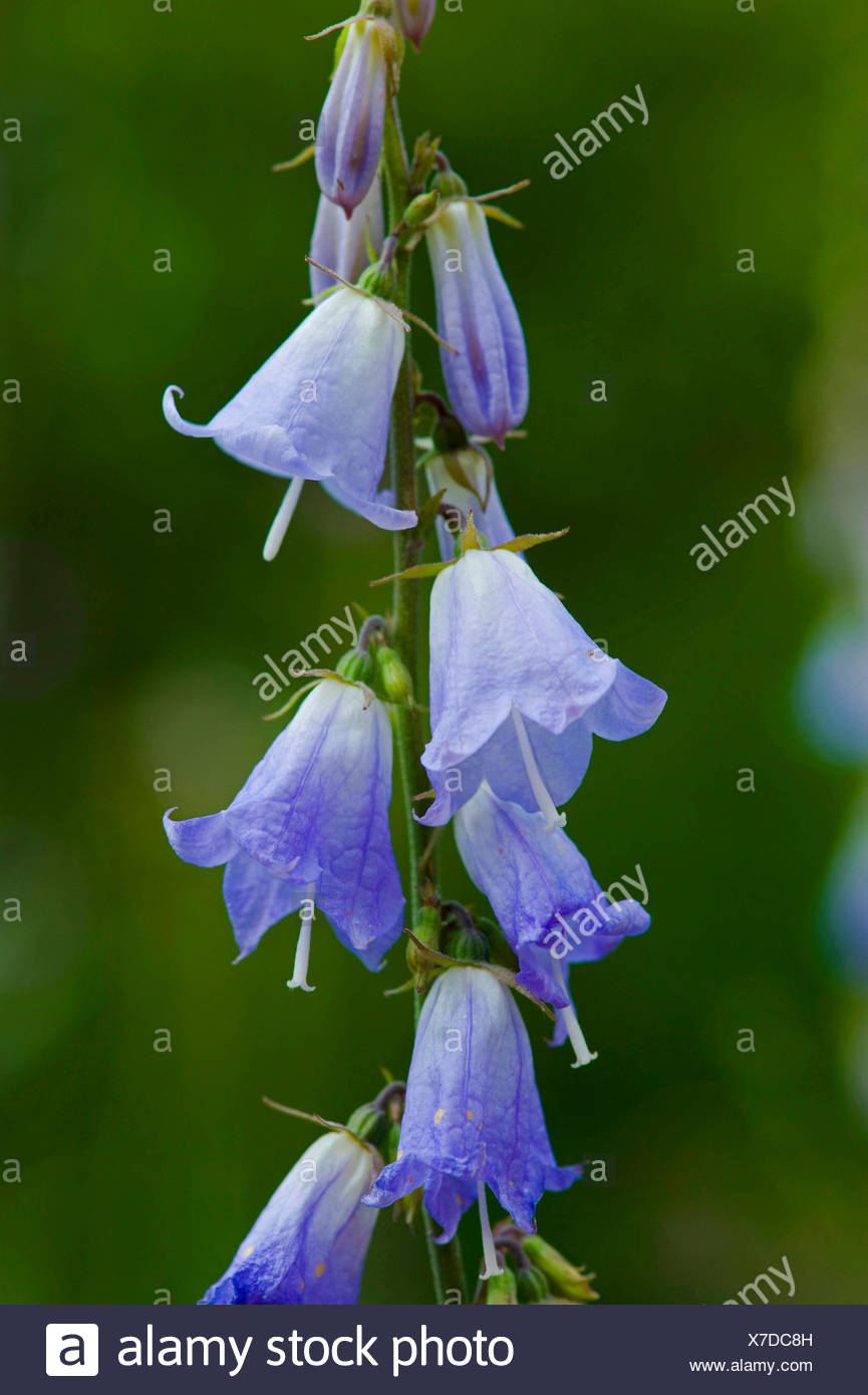 Adenophora High Resolution Stock Photography and Images - Alamy