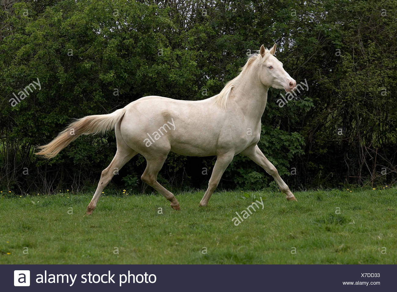 Akhal Teke Horse Stock Photos & Akhal Teke Horse Stock Images - Alamy