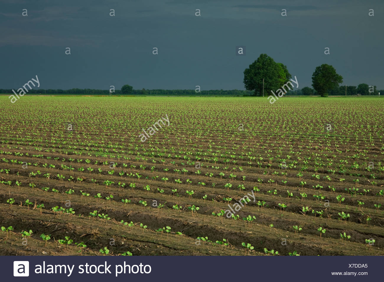 Conventional Tillage High Resolution Stock Photography and Images - Alamy