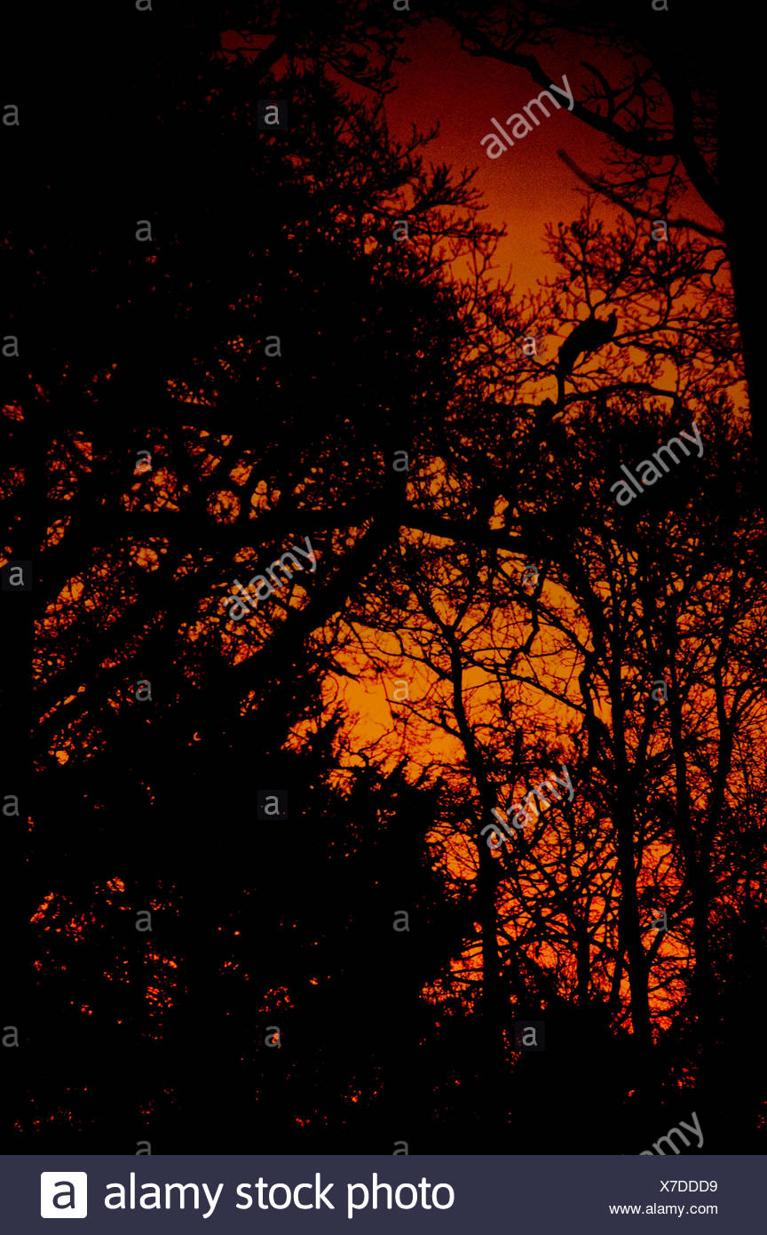 High Roosting High Resolution Stock Photography and Images - Alamy