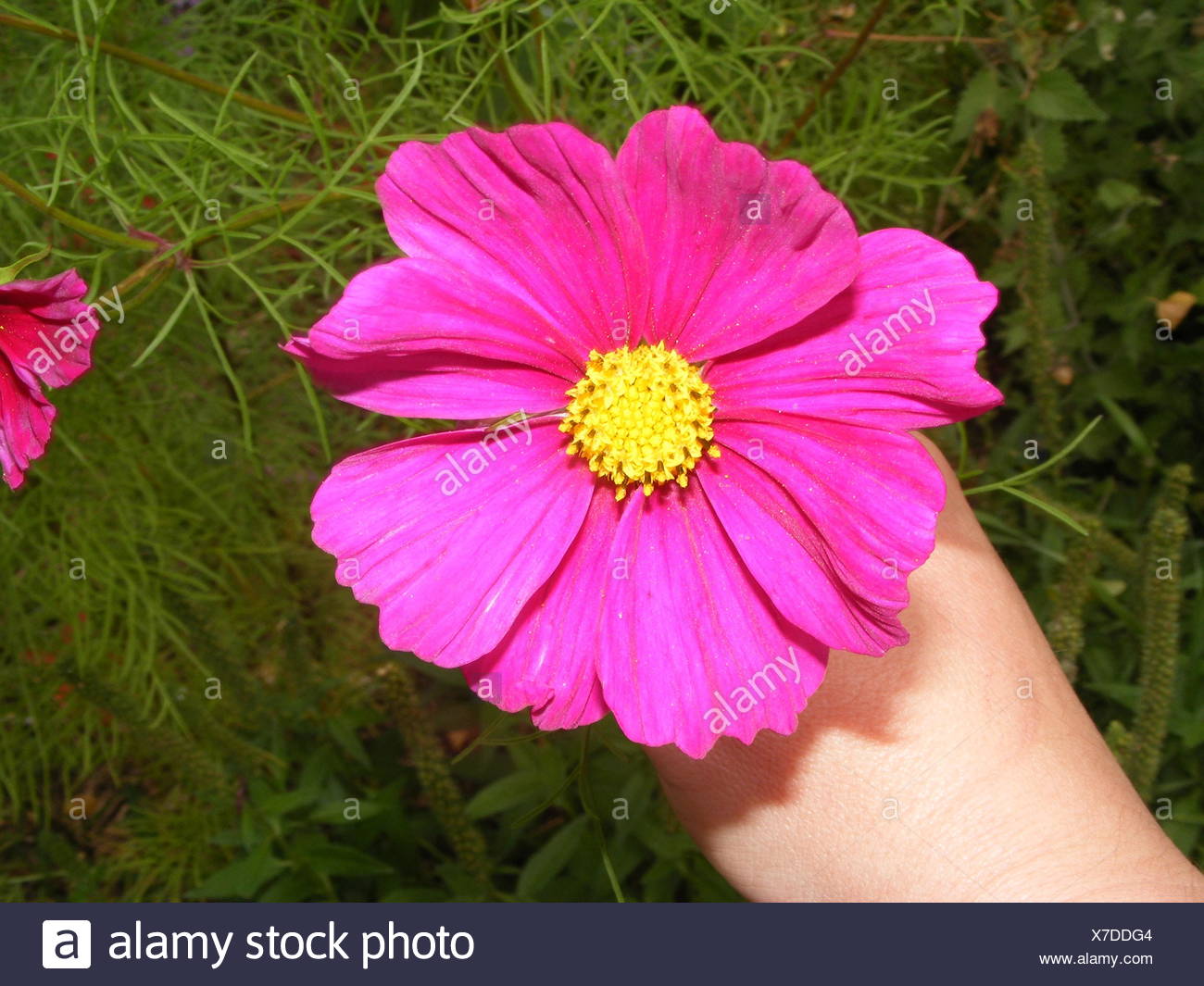 Fuschia High Resolution Stock Photography and Images - Alamy
