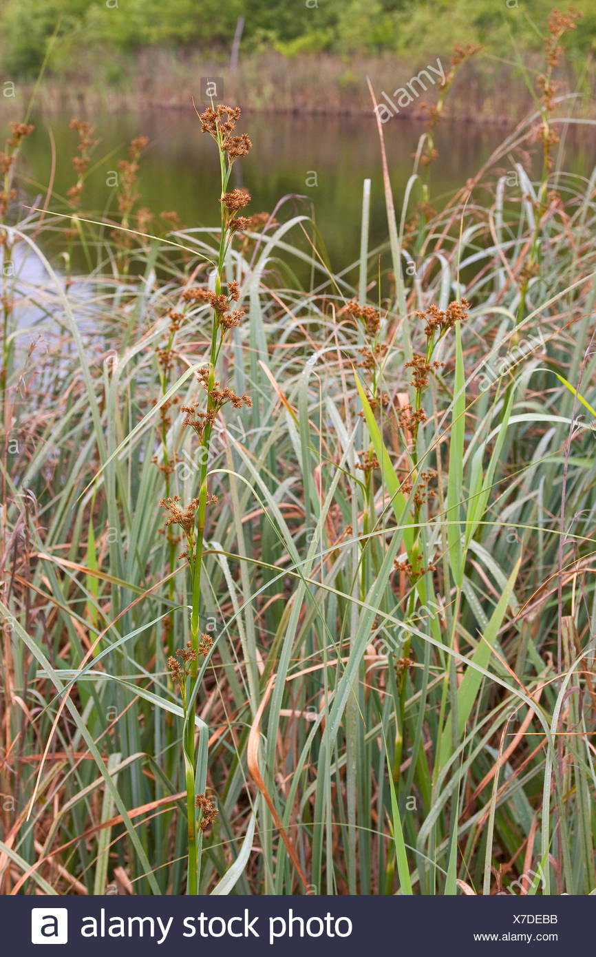 Great Fen Sedge High Resolution Stock Photography and Images - Alamy