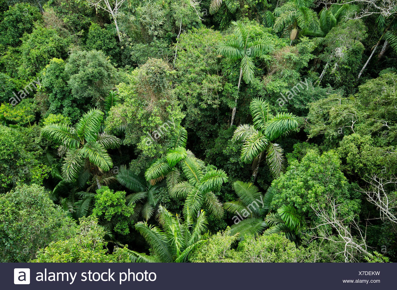 Rainforest Canopy Stock Photos & Rainforest Canopy Stock Images - Alamy