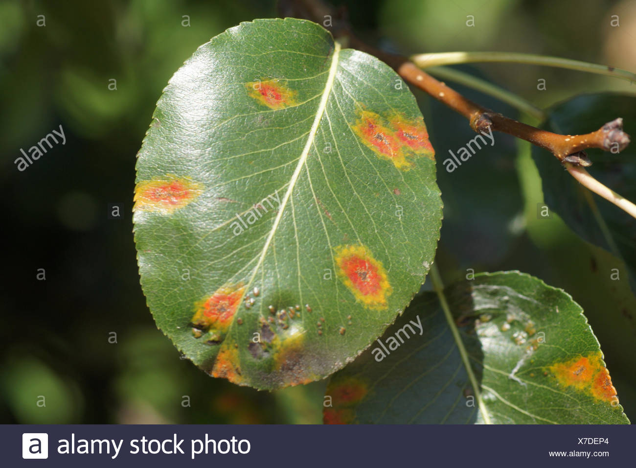 Pear Rust Stock Photos & Pear Rust Stock Images - Alamy