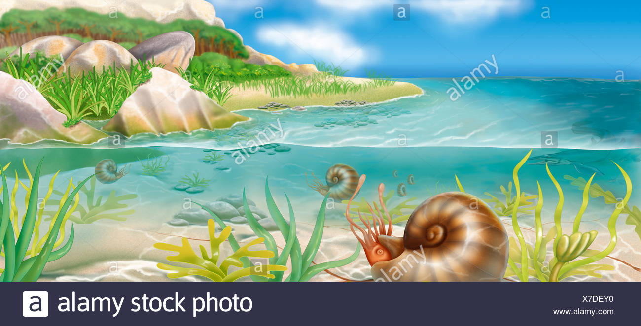 The Origin And Evolution Of Life High Resolution Stock Photography and ...