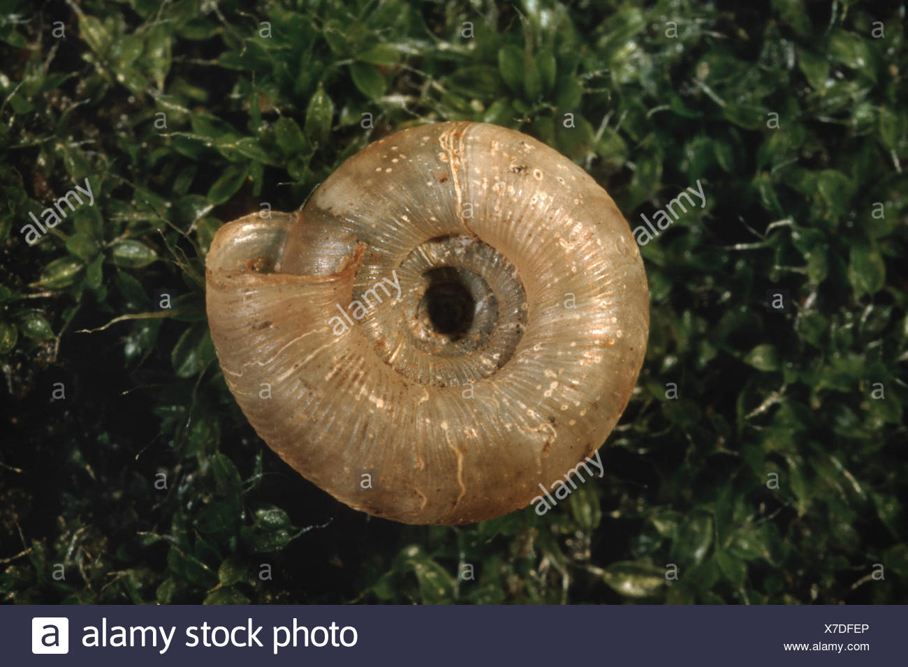 Rounded Disc High Resolution Stock Photography and Images - Alamy