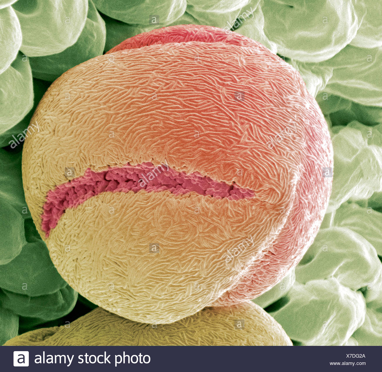 Pollen Grain Sem High Resolution Stock Photography and Images - Alamy