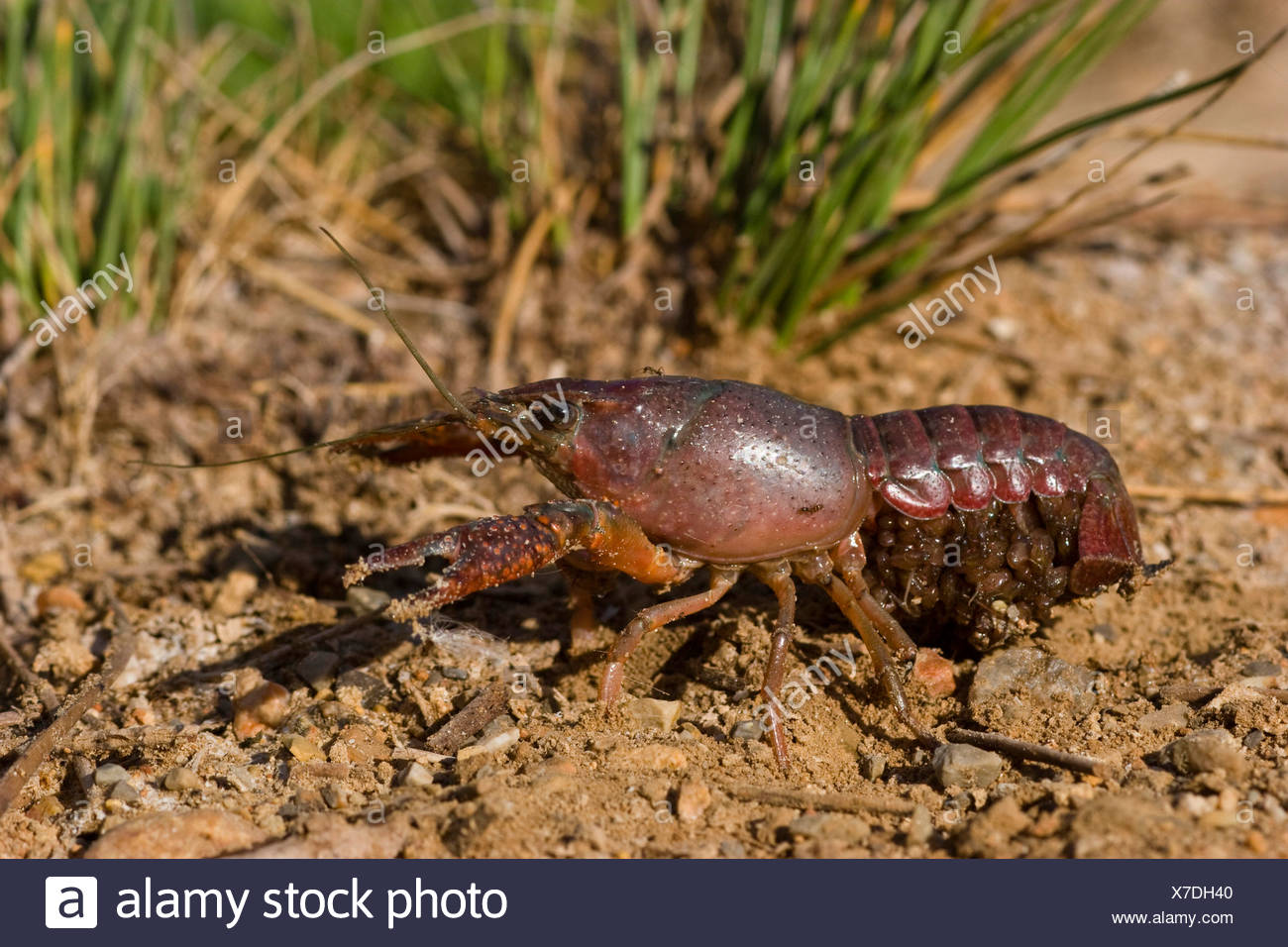 Decapods High Resolution Stock Photography and Images - Alamy