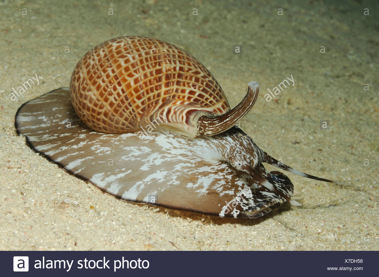 Tonna Shells High Resolution Stock Photography and Images - Alamy