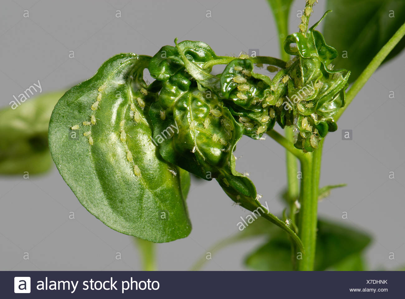 Aphid Damage High Resolution Stock Photography and Images - Alamy