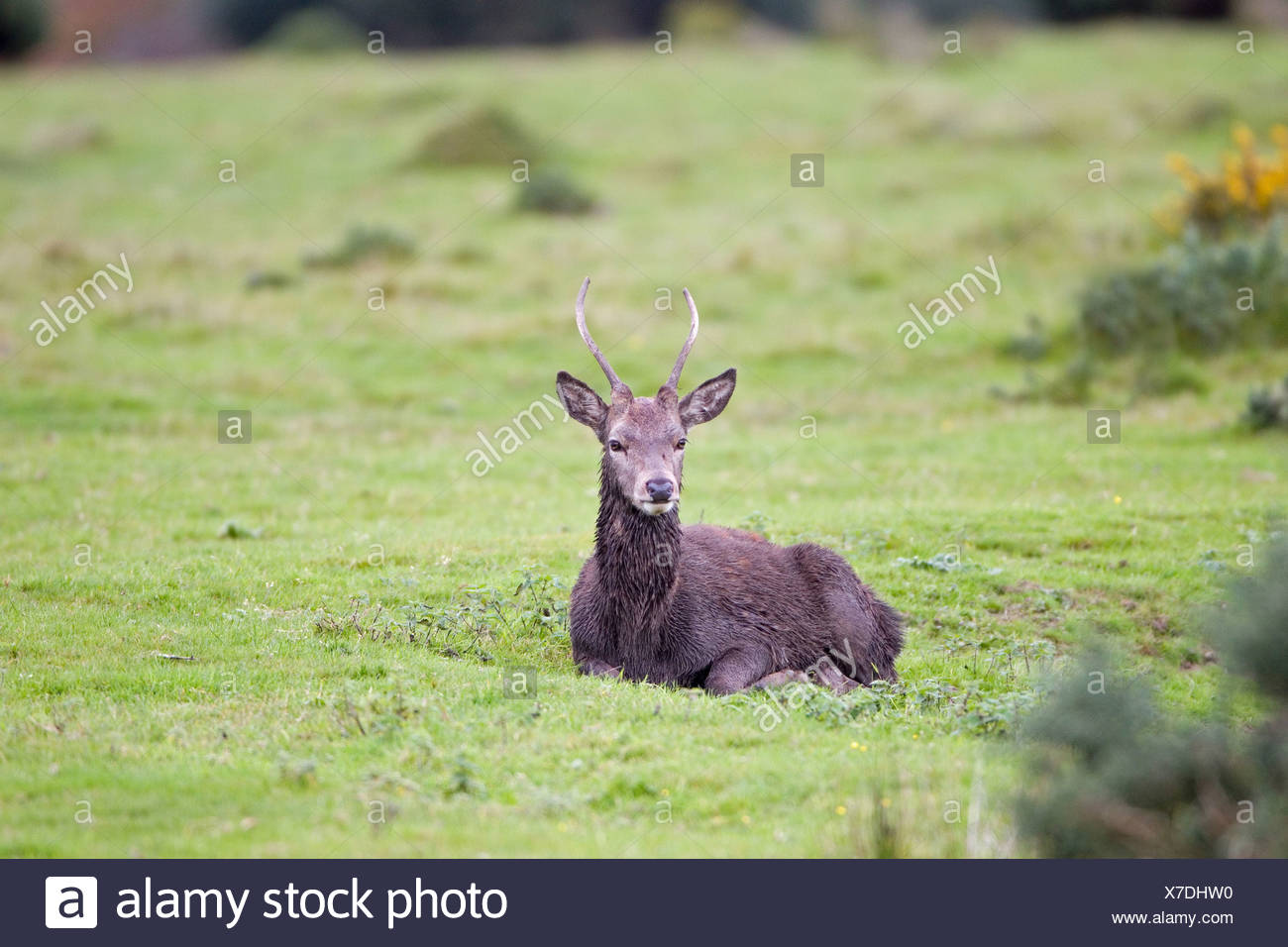 Yearling Red Deer Stag Stock Photos & Yearling Red Deer Stag Stock ...