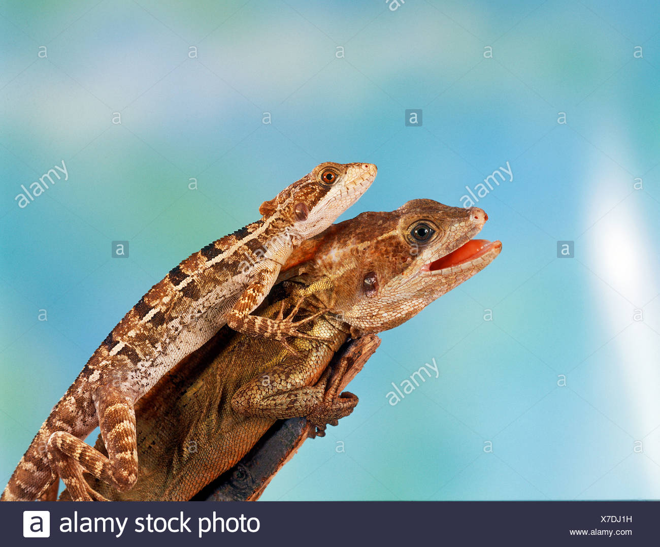 Female Basilisk High Resolution Stock Photography and Images - Alamy