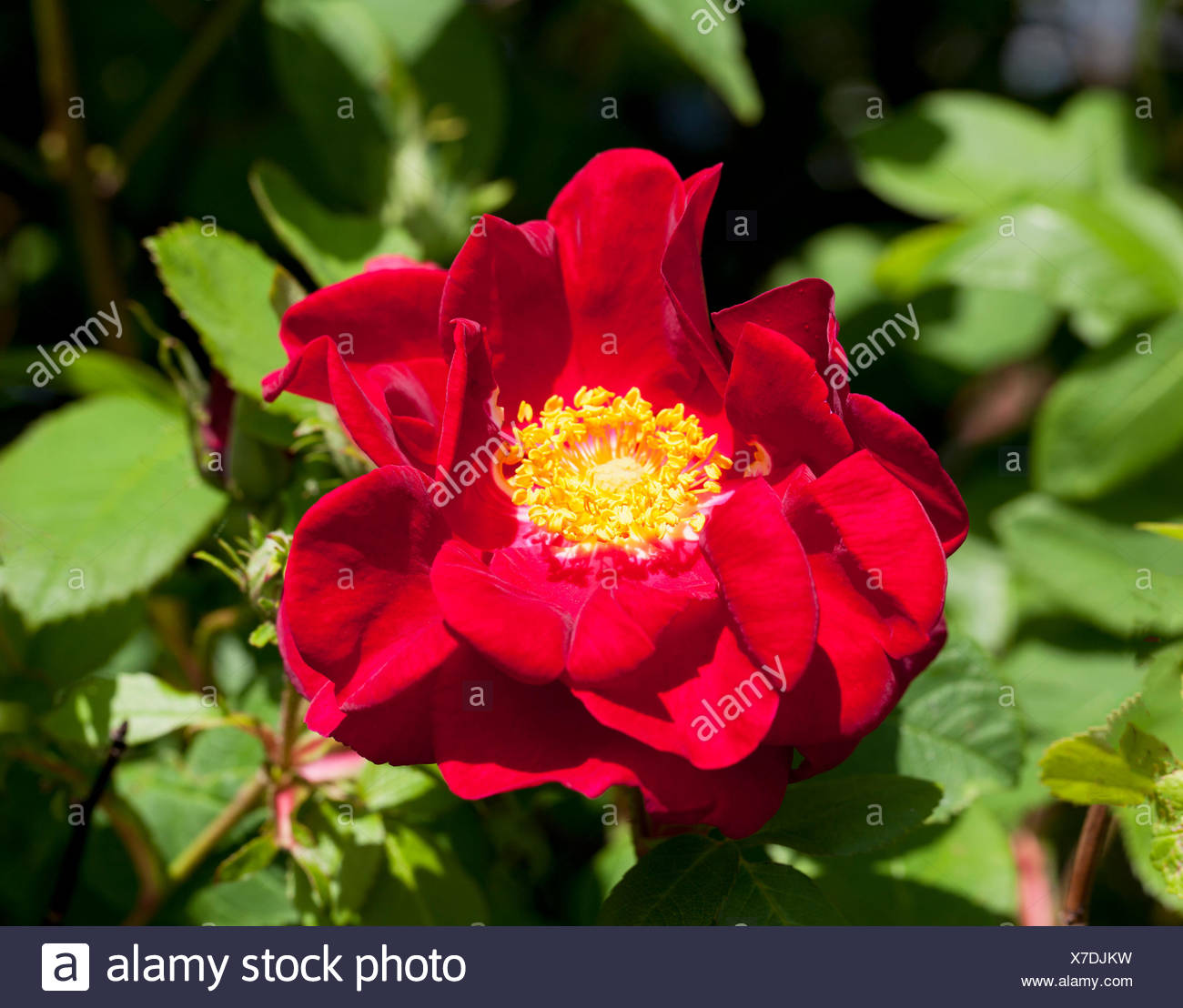 James Mason Stock Photos & James Mason Stock Images - Alamy