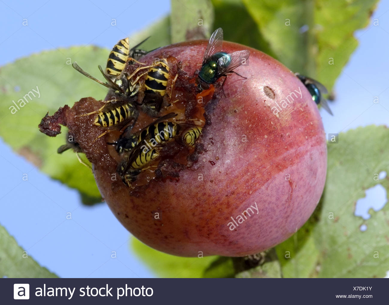 Fruit Flies Uk High Resolution Stock Photography and Images - Alamy