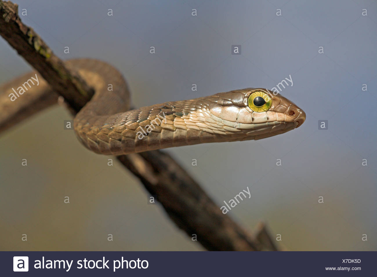 Boomslang Snake High Resolution Stock Photography and Images - Alamy