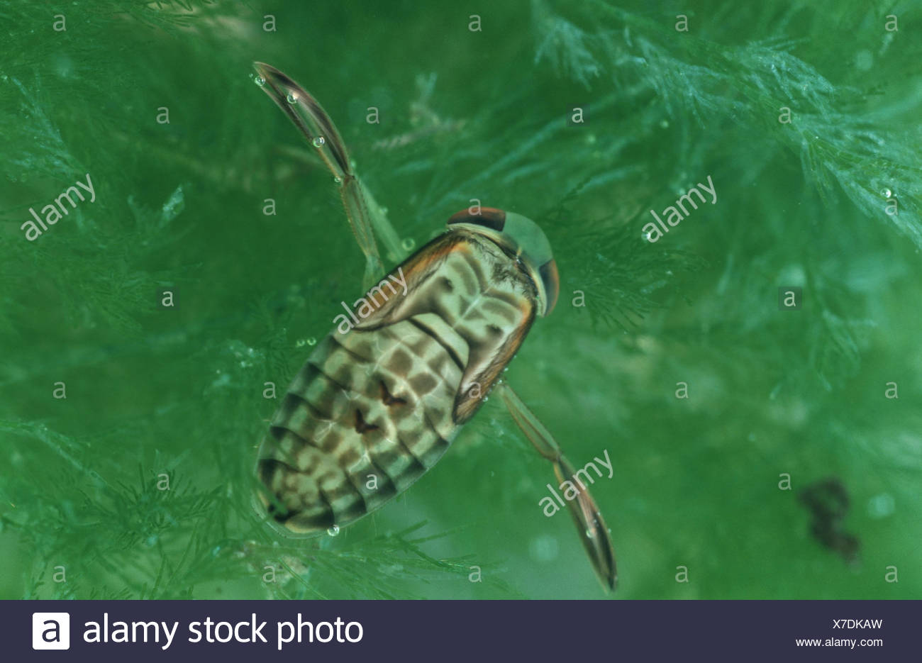 Bug Corixa Spec High Resolution Stock Photography and Images - Alamy