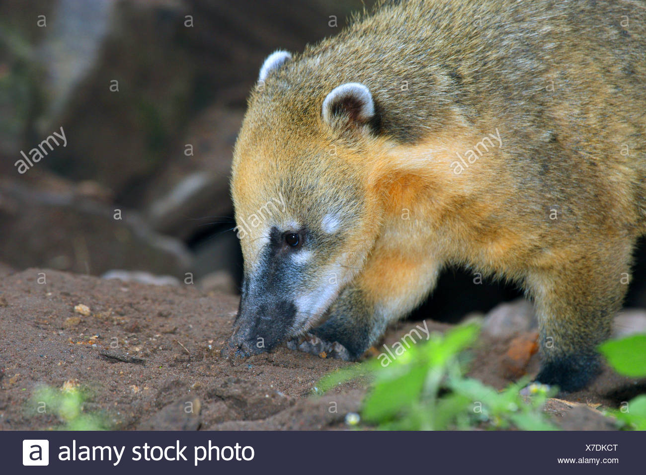 Brown Nosed Coati Stock Photos & Brown Nosed Coati Stock Images - Alamy
