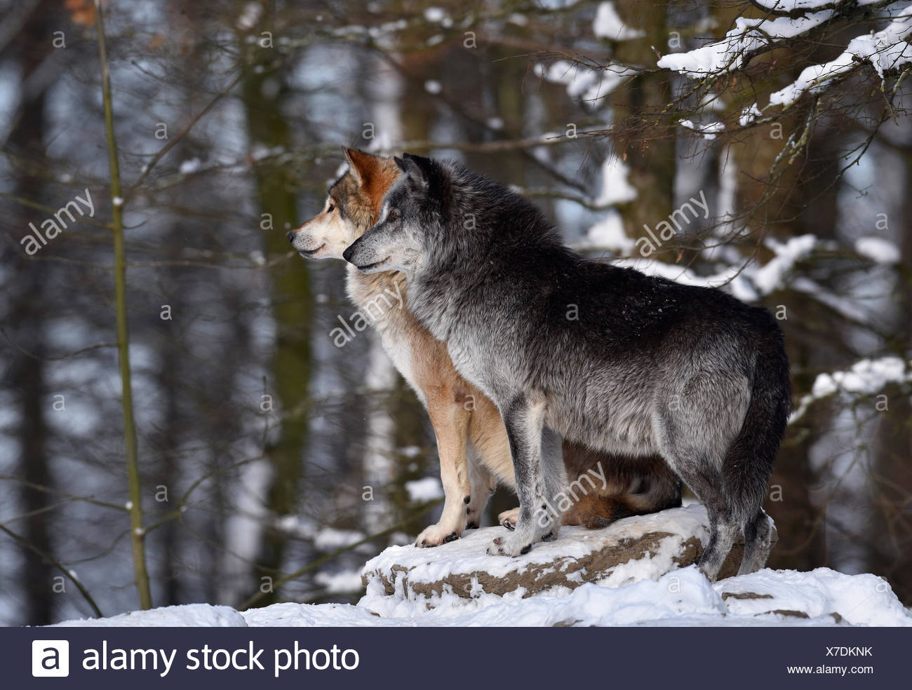 Wolf Pack Alpha Female High Resolution Stock Photography and Images - Alamy