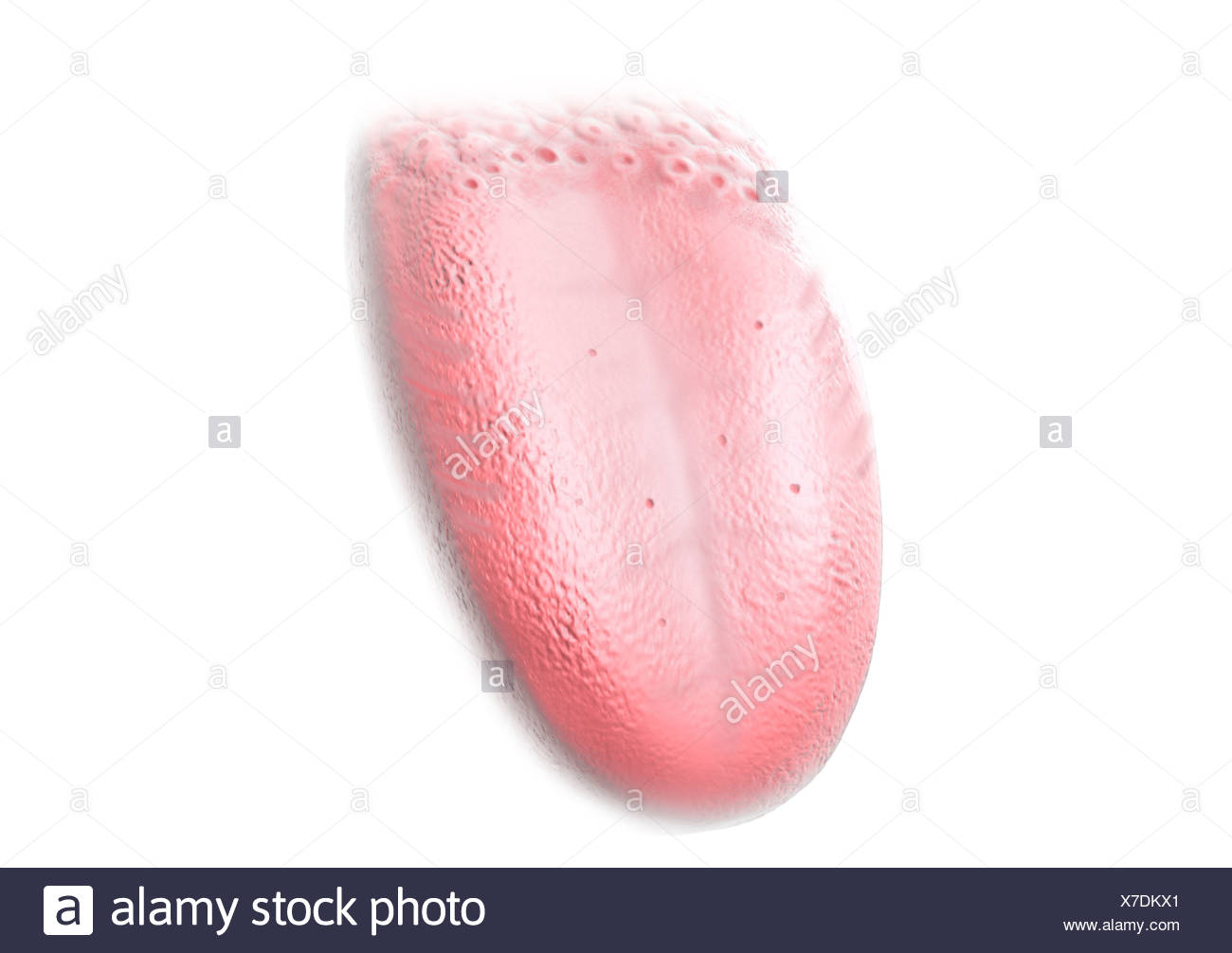 Human Tongue Cut Out Stock Images & Pictures - Alamy