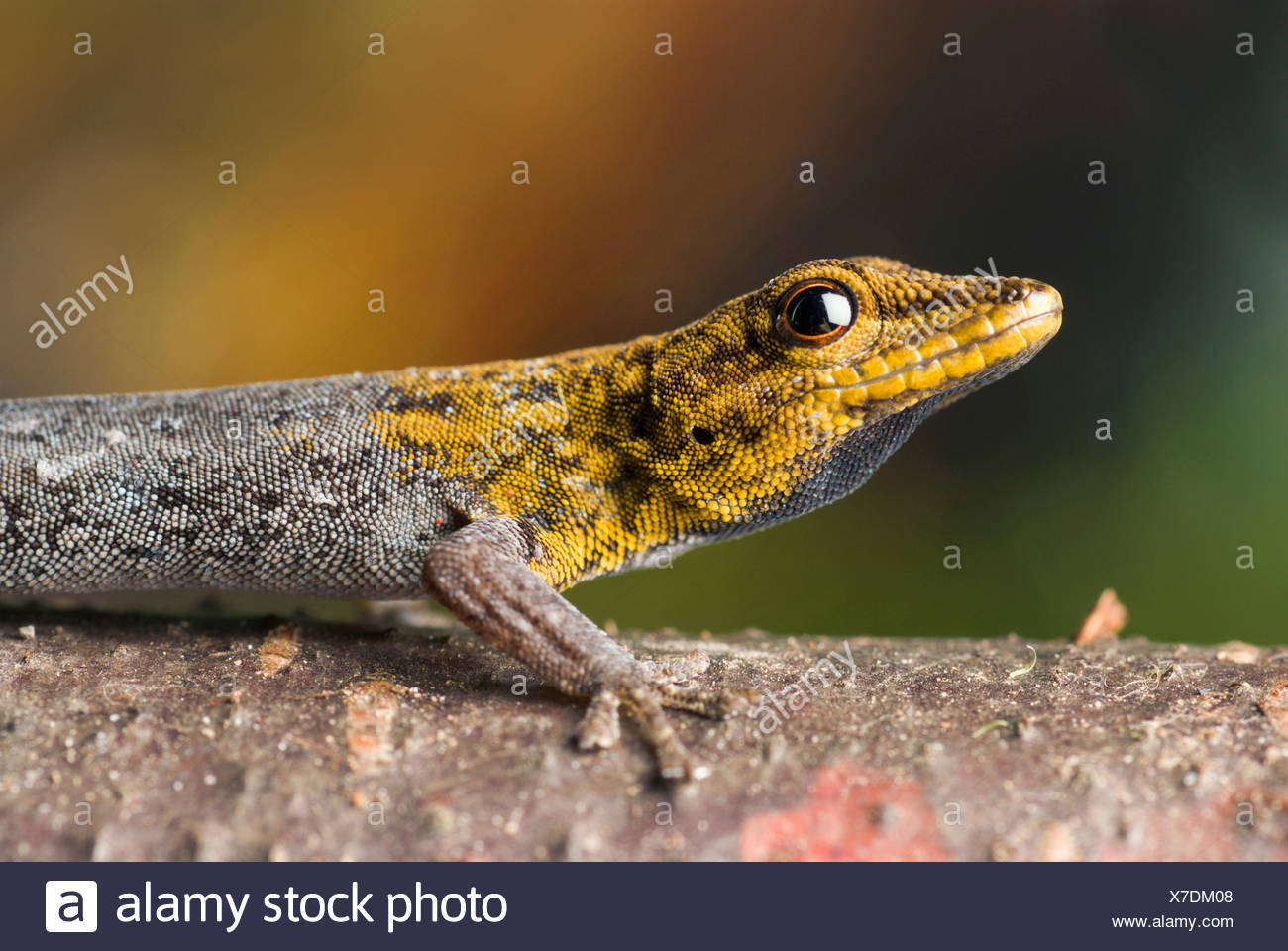 Cape Gecko High Resolution Stock Photography and Images - Alamy