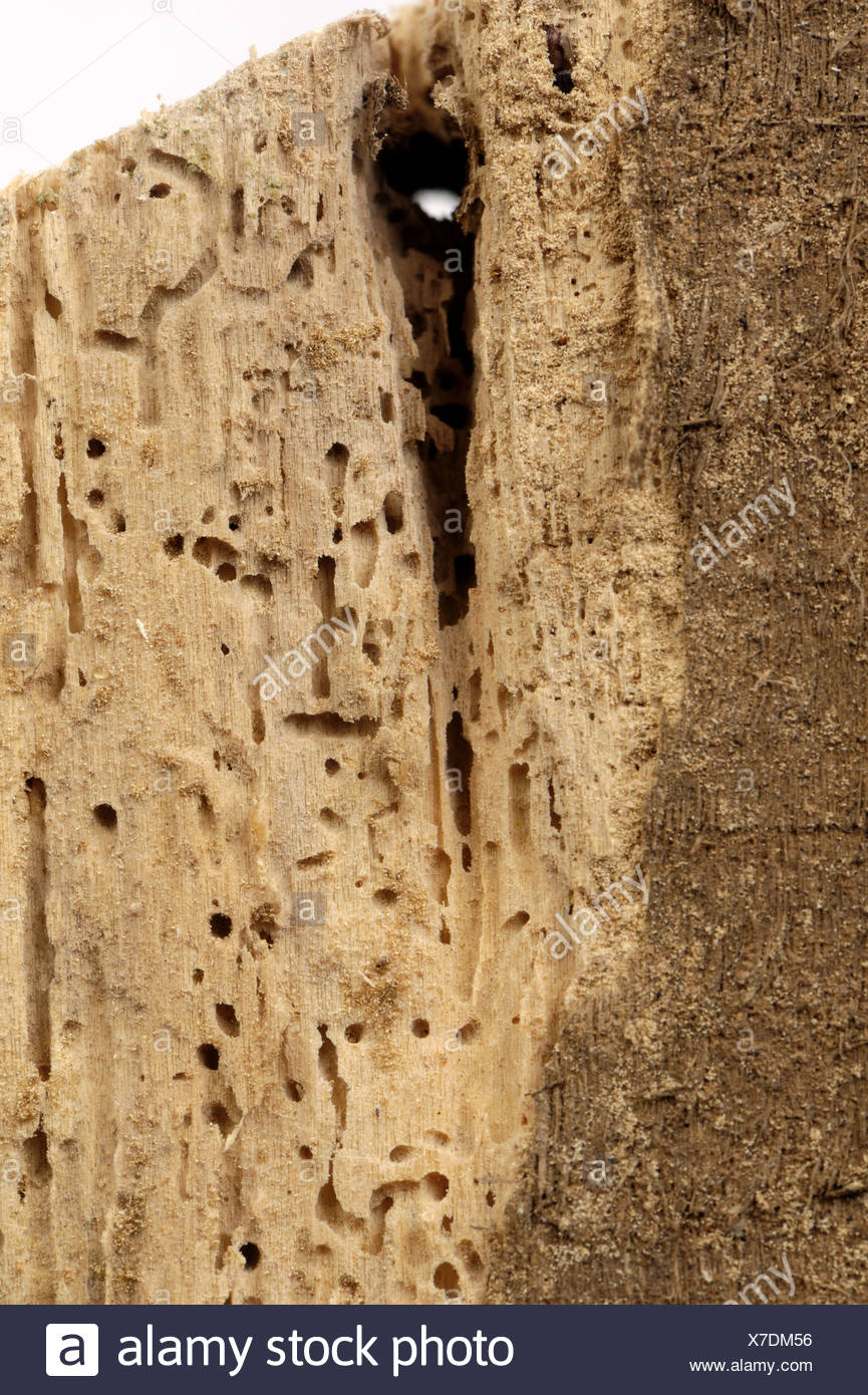 Dust Beetle High Resolution Stock Photography and Images - Alamy