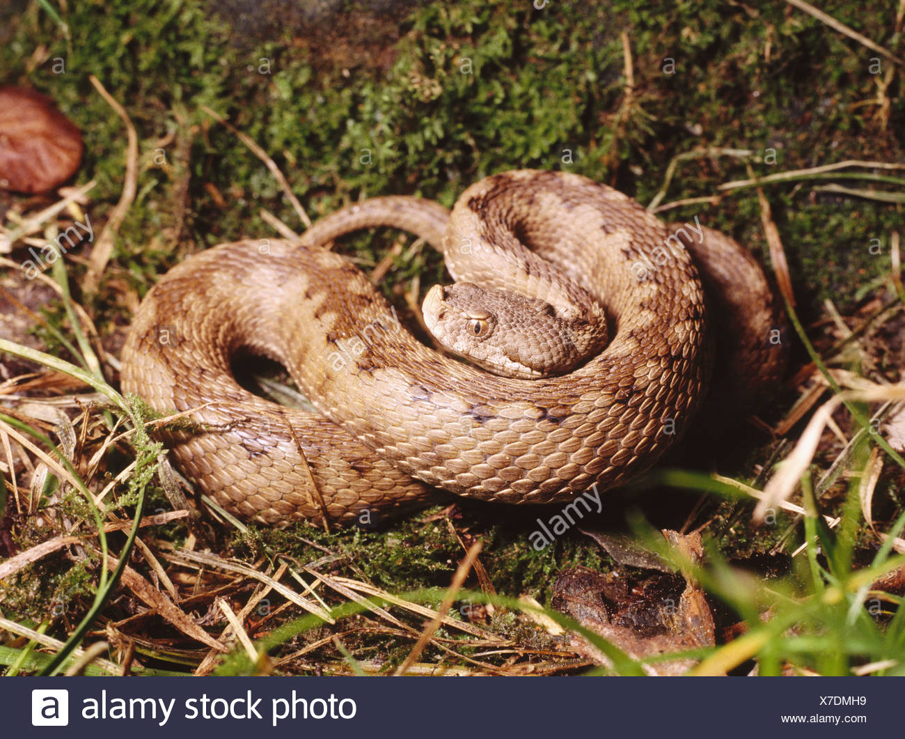 Aspic Viper Vipera Aspis High Resolution Stock Photography and Images ...