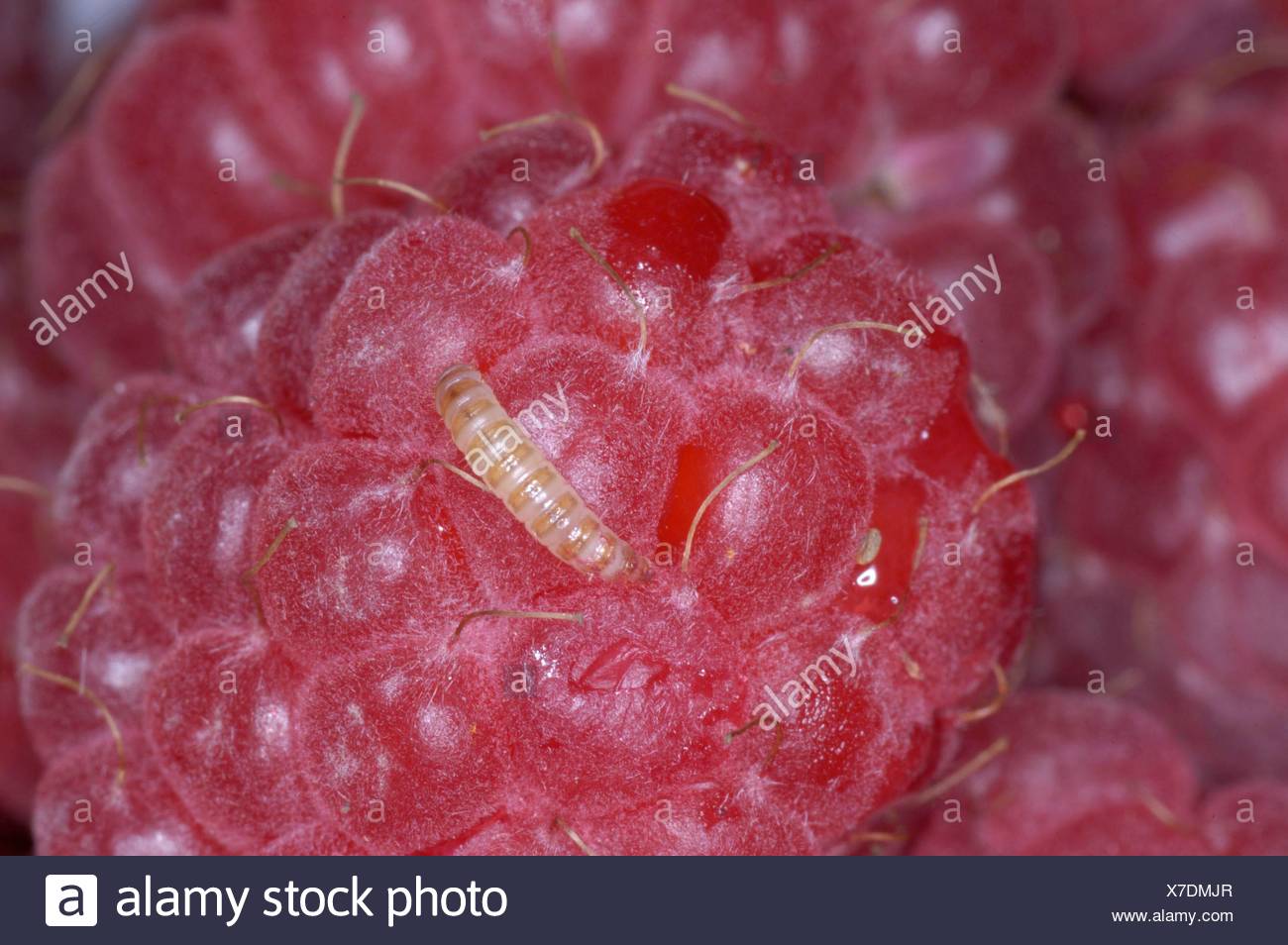 Raspberry Beetle High Resolution Stock Photography and Images - Alamy