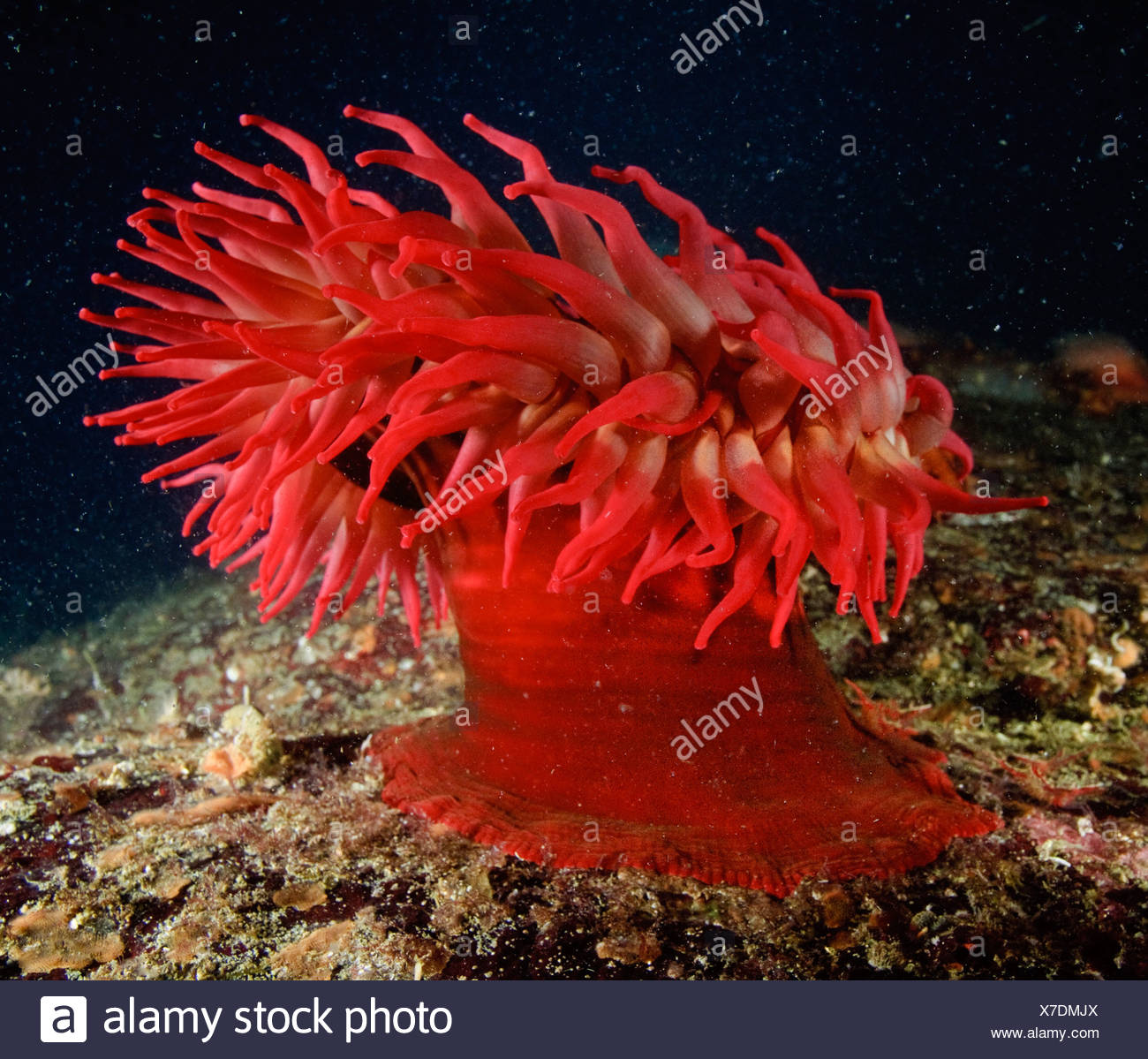 Canada Anemone High Resolution Stock Photography and Images - Alamy