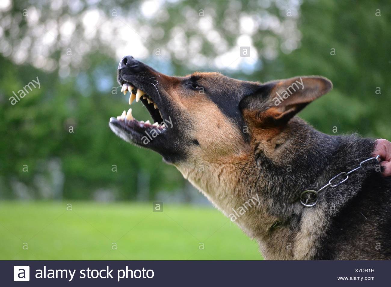 German Shepherd Dog Barking High Resolution Stock Photography and ...
