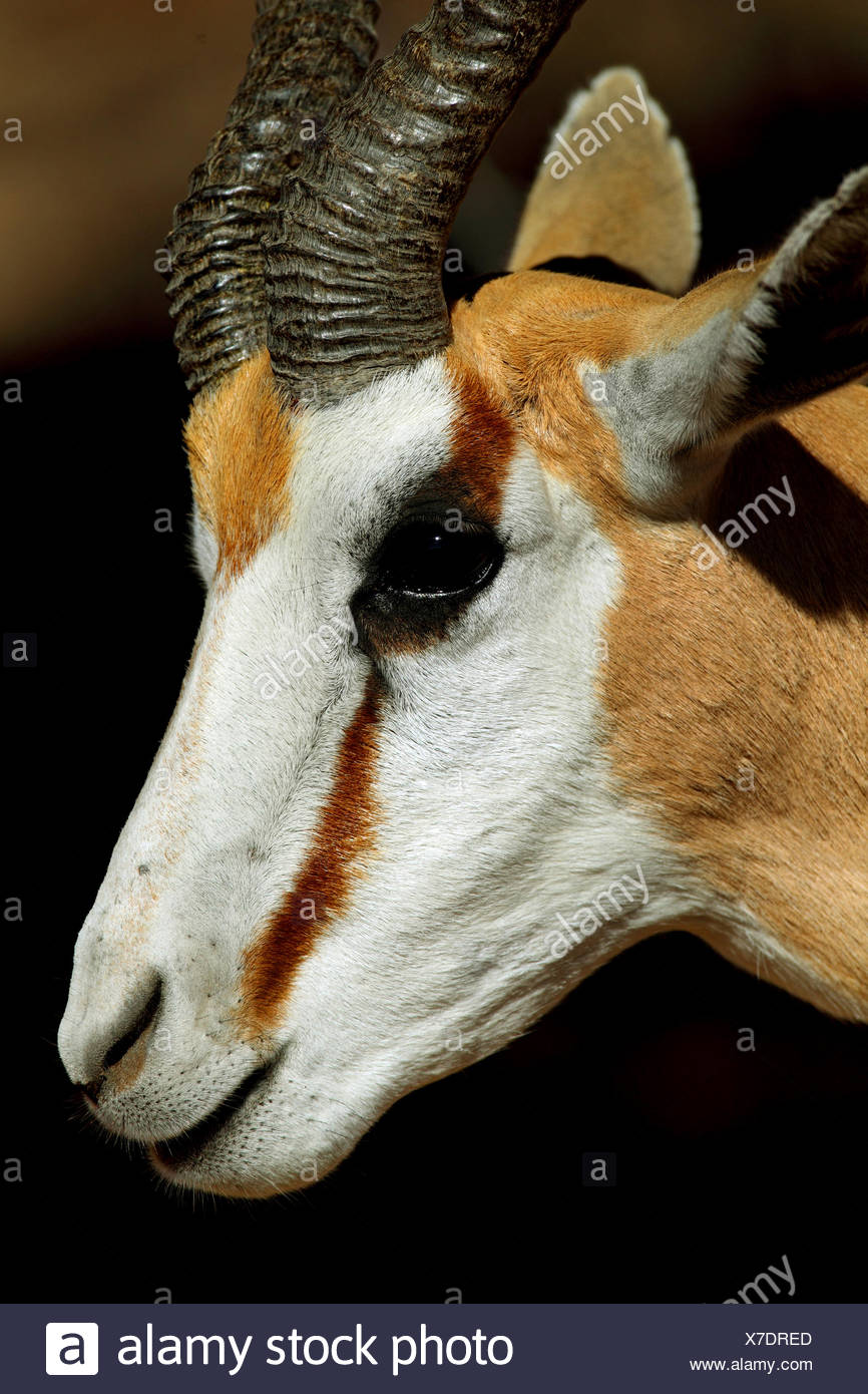 Springbok Head Stock Photos & Springbok Head Stock Images - Alamy