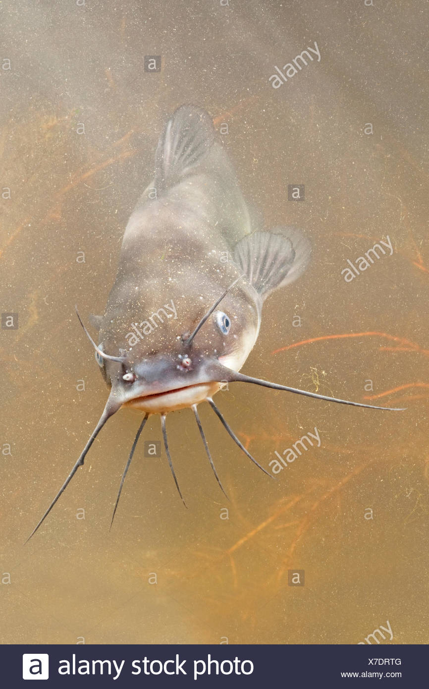 Bullhead Catfish High Resolution Stock Photography and Images - Alamy