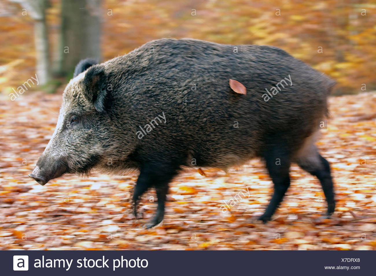 Pictures Wild Boar High Resolution Stock Photography and Images - Alamy