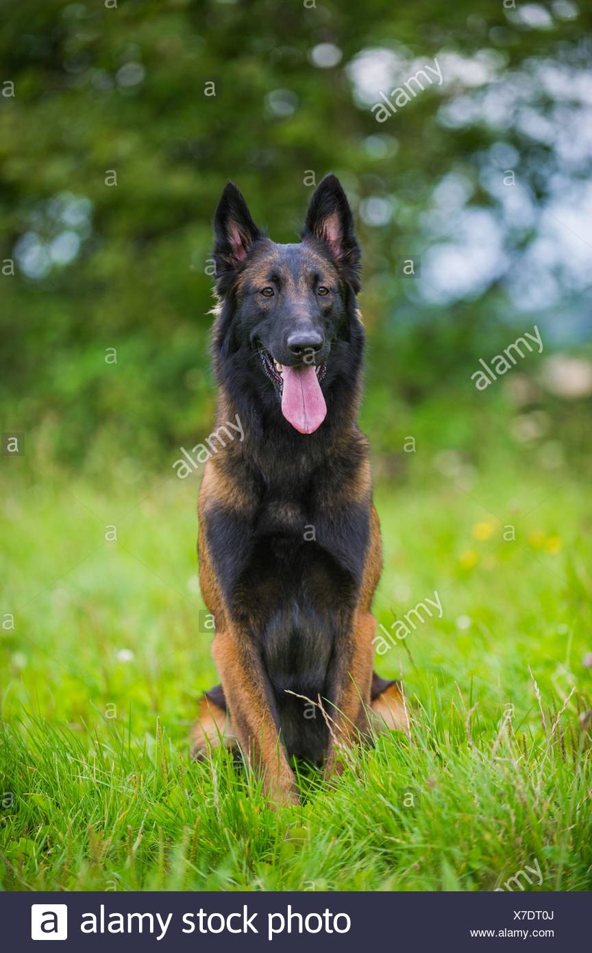 Belgian Malinois High Resolution Stock Photography and Images - Alamy