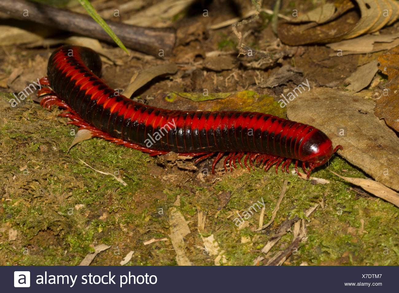 Red Centipede High Resolution Stock Photography and Images - Alamy