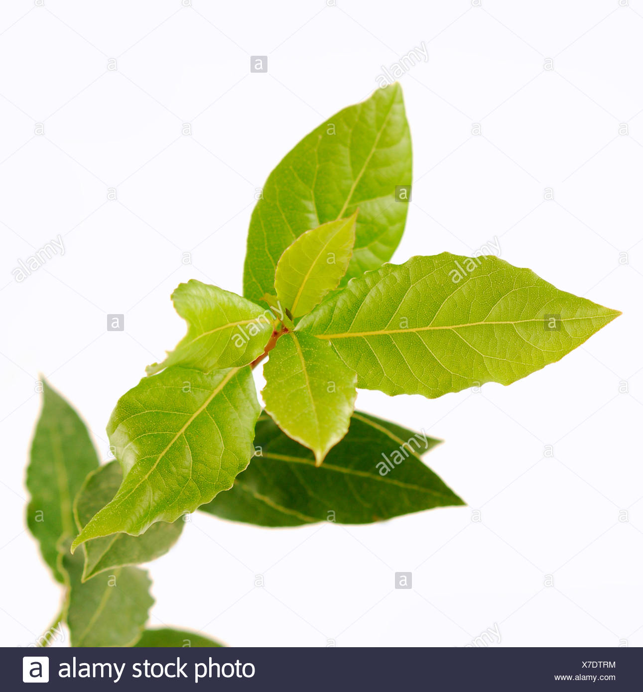 Laurus Nobilis Plant High Resolution Stock Photography and Images - Alamy