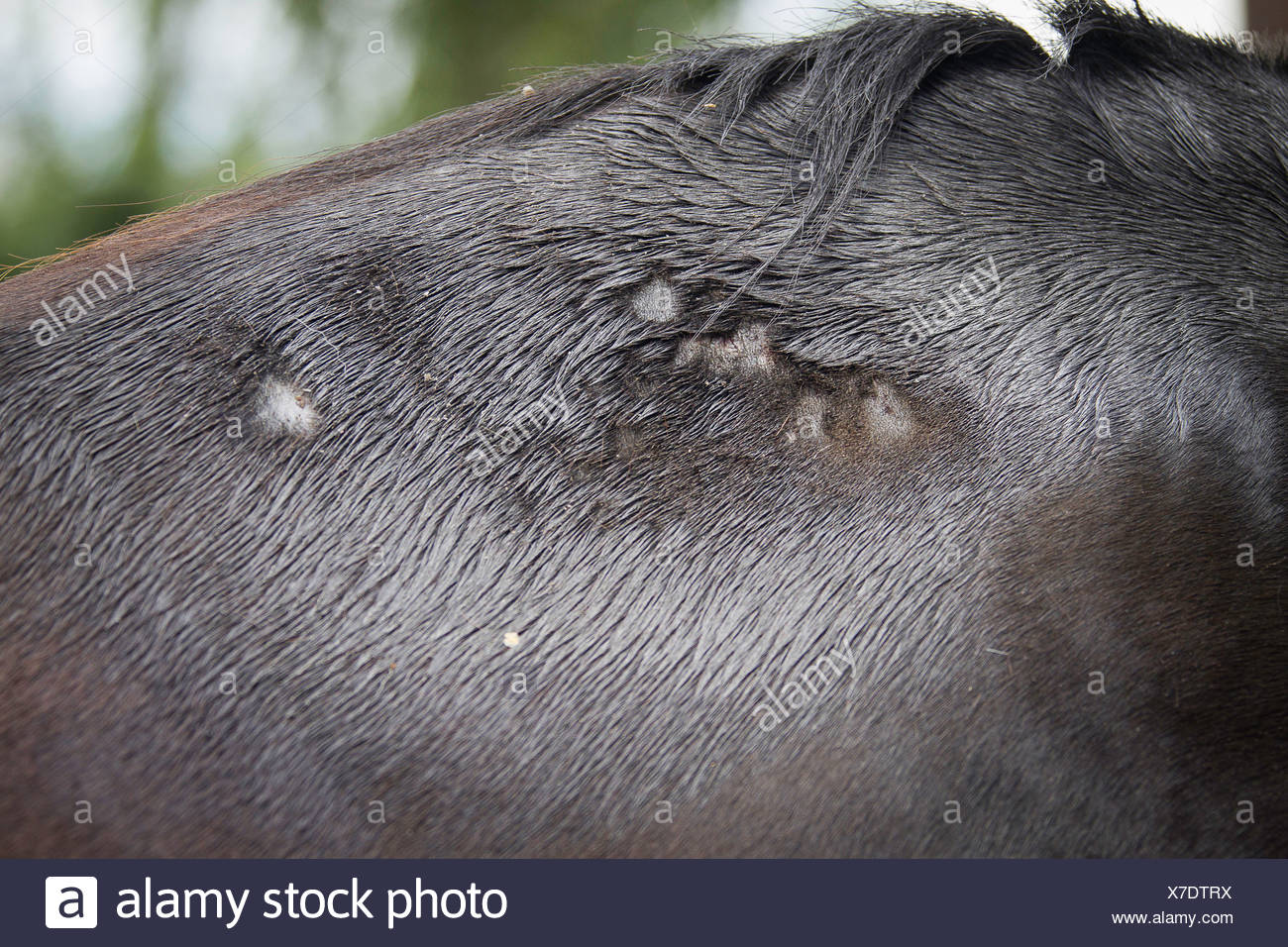 Sweet Itch Horse Stock Photos & Sweet Itch Horse Stock Images - Alamy