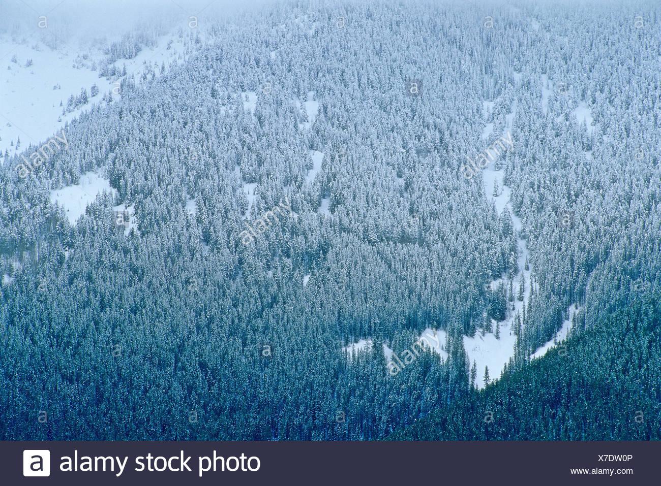 Montane Forest High Resolution Stock Photography and Images - Alamy