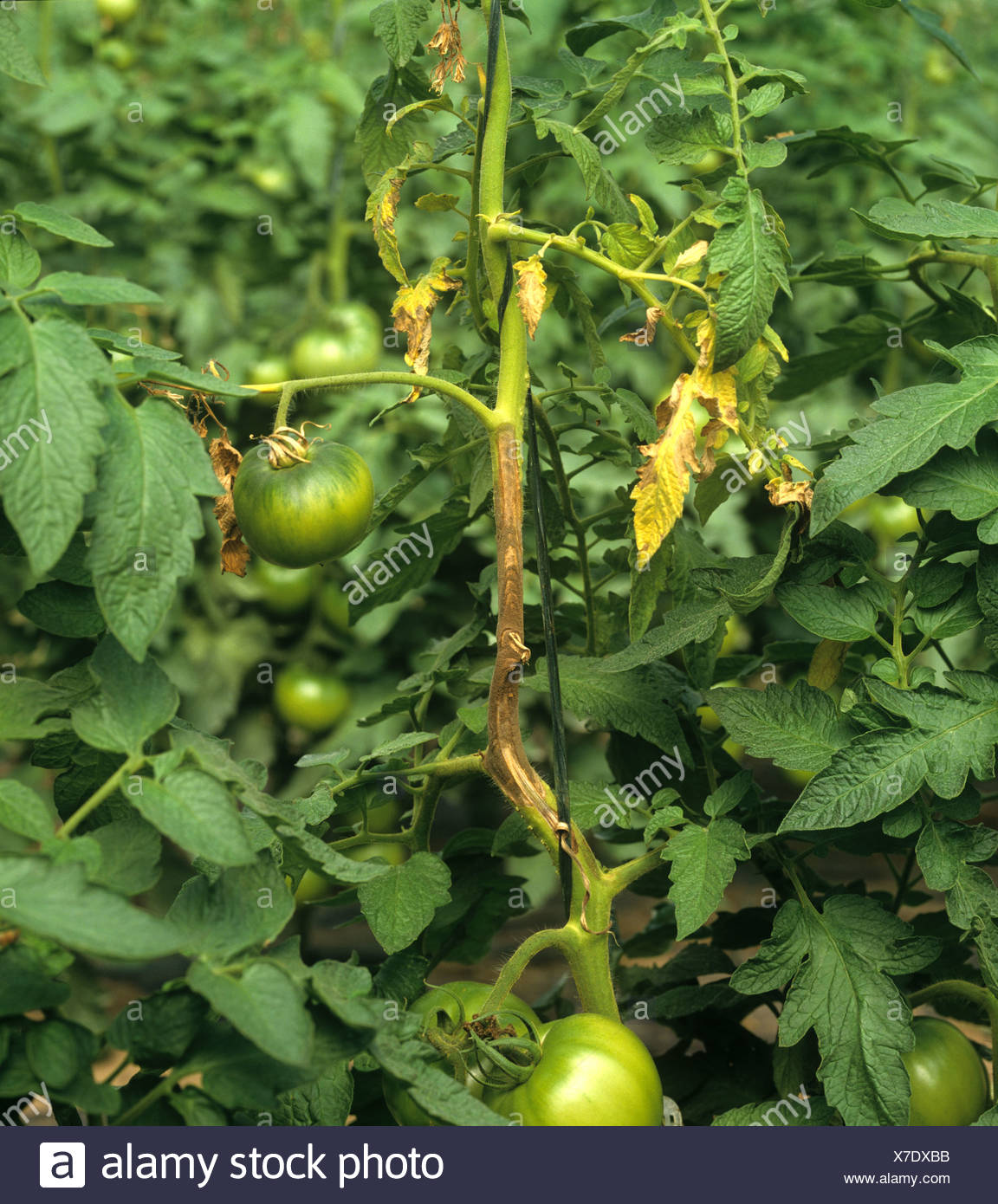 Tomato Plant Disease High Resolution Stock Photography and Images - Alamy