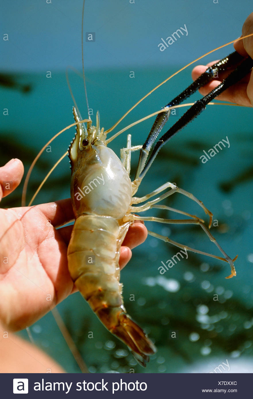 Prawn Farms High Resolution Stock Photography and Images - Alamy