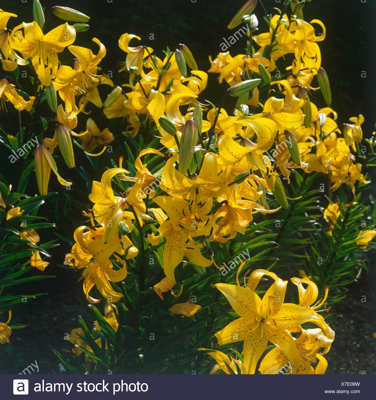 Lily Asiatic Hybrid Stock Photos & Lily Asiatic Hybrid Stock Images - Alamy